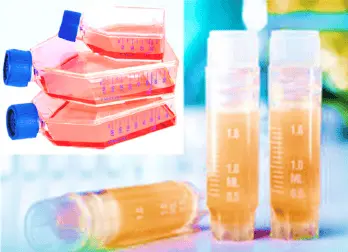 Mouse Amygdala Neuronal Cells | GlycoTech Corporation